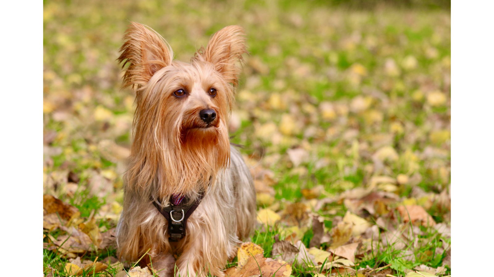 Silky Terrier Yorkie Mix