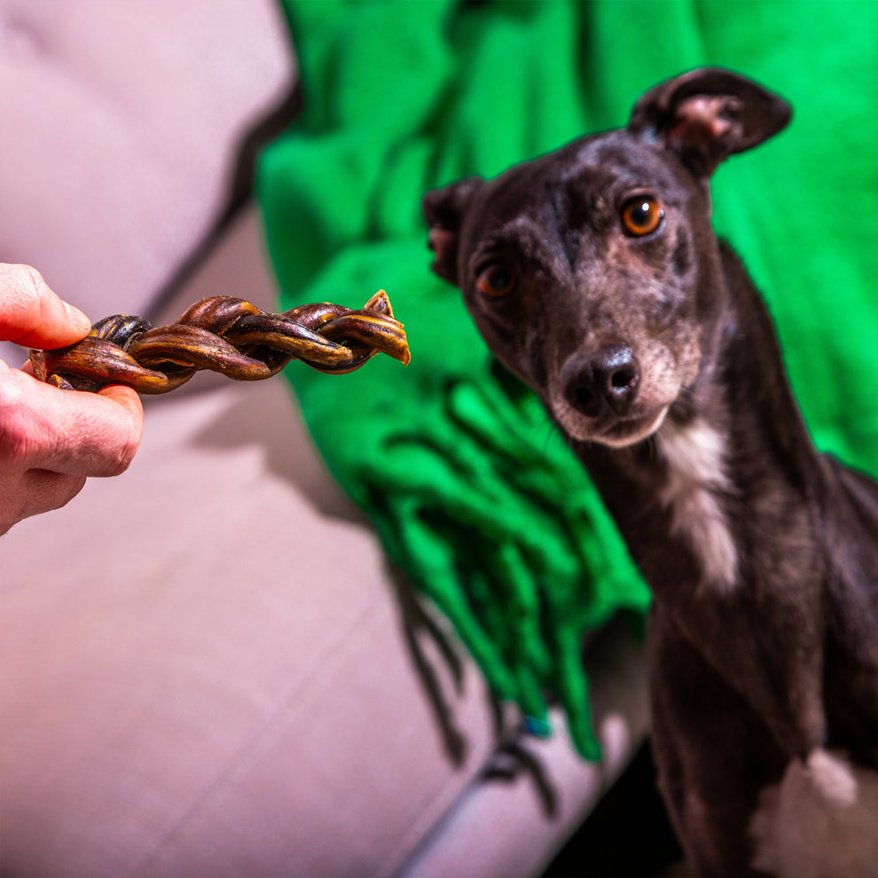 Shop 24cm Extra Long Pizzles (Bully Sticks) (1kg bag) Online - Pet ...