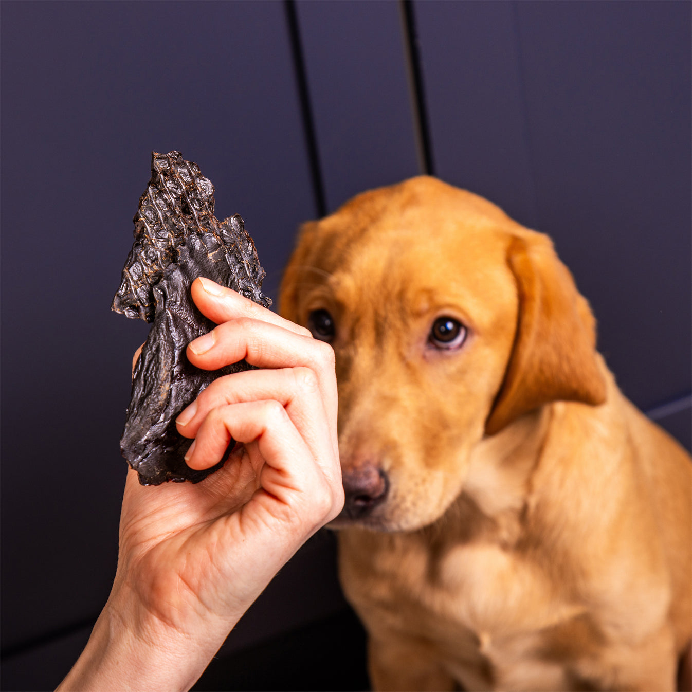 Shop Ostrich Liver Online - Pet Treats Wholesale Limited – www.natural ...