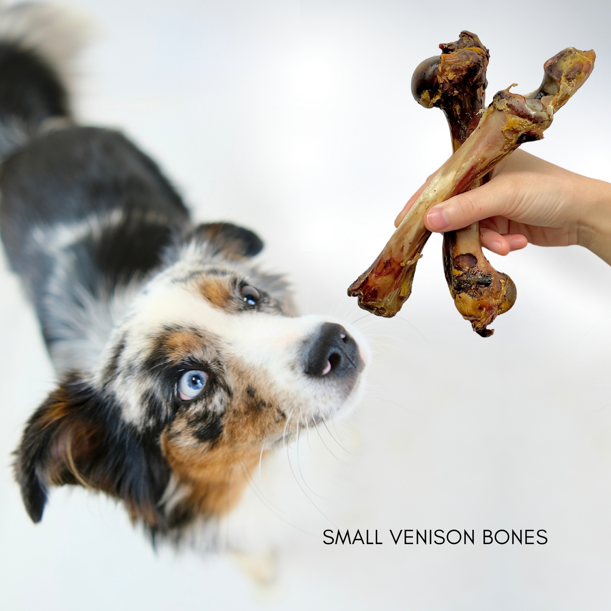 Venison (Deer) Bones - L, M & S – www.natural-treats.co.uk