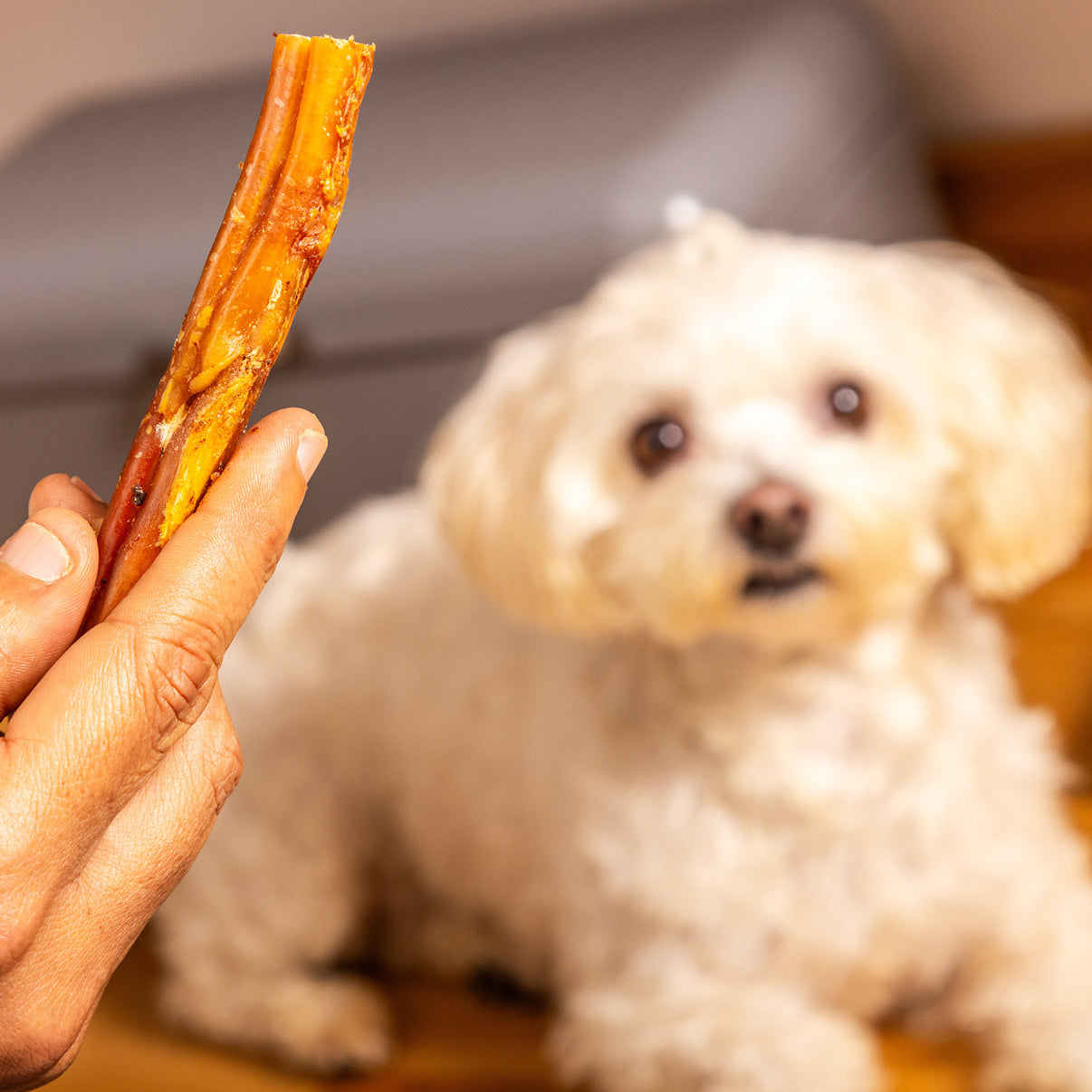 Shop 24cm Extra Long Pizzles (Bully Sticks) (1kg bag) Online - Pet ...