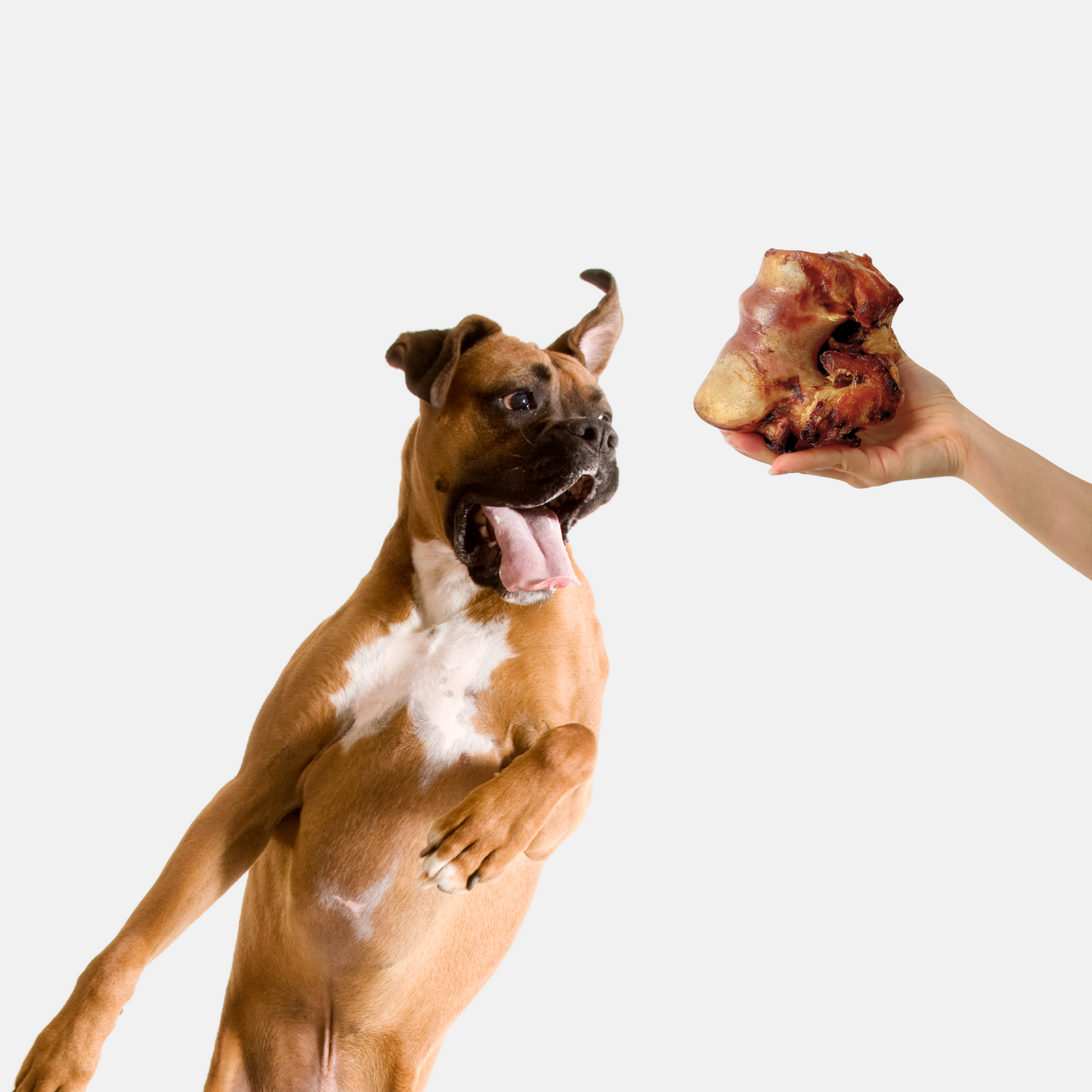 British Beef Knuckle Bones (1pc) – www.natural-treats.co.uk