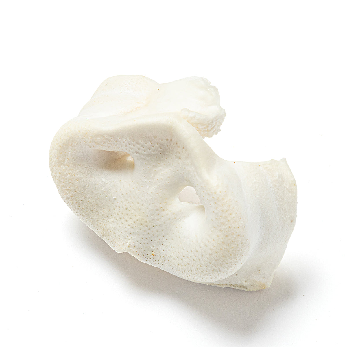 Shop Large Puffed Pig Snouts (10pcs bags) Online - Pet Treats Wholesale ...